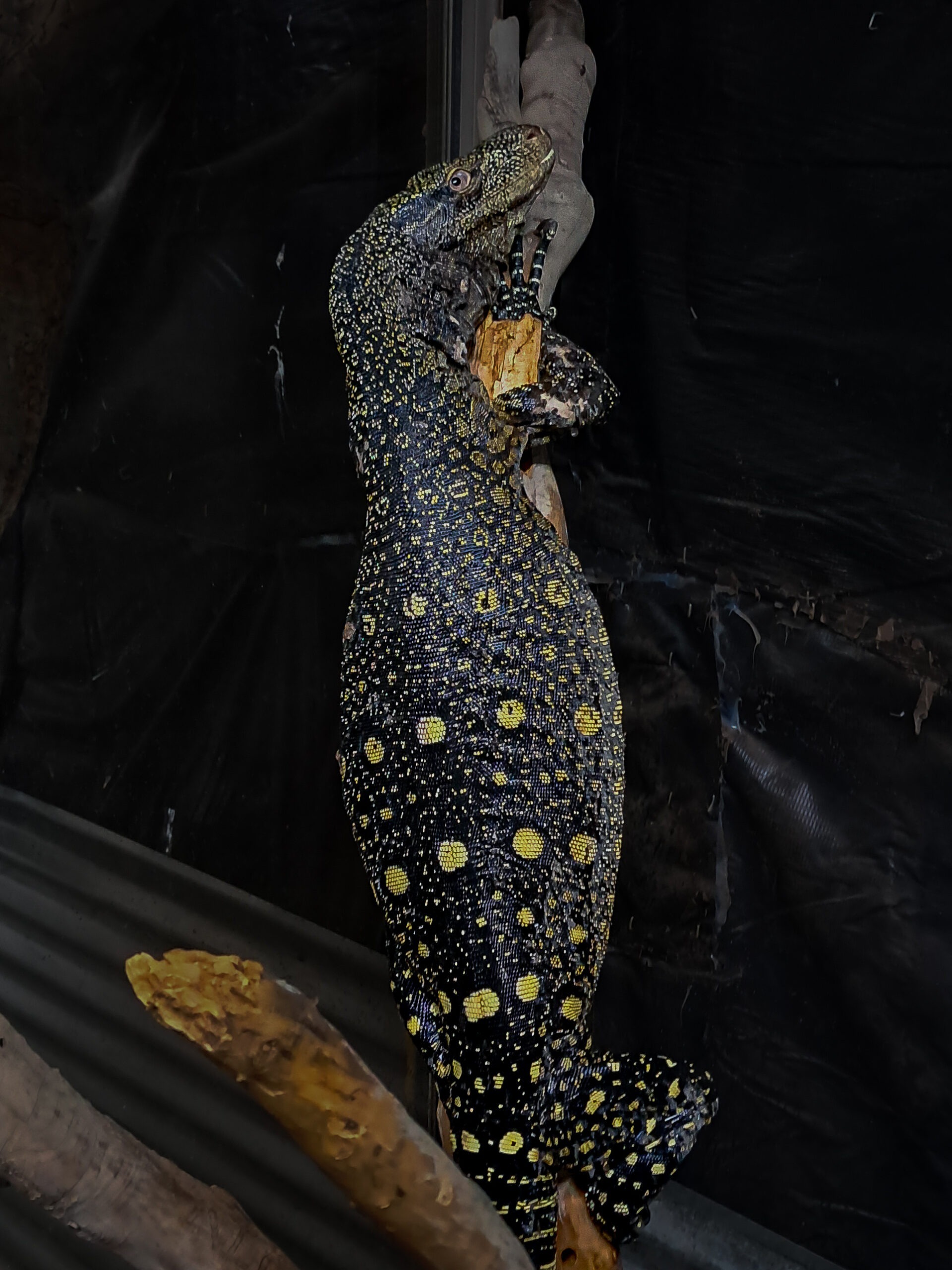 Reptile Empress - Bringing Rare Species to the Reptile and Invertebrate ...